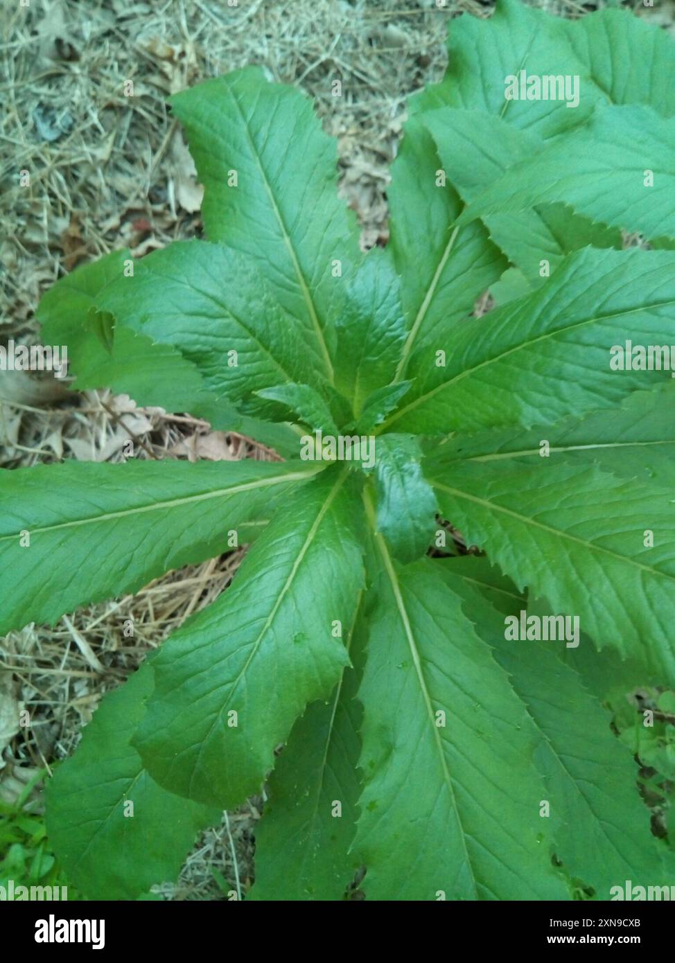 American burnweed (Erechtites hieraciifolius) Plantae Stock Photo - Alamy