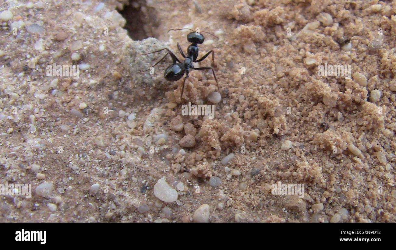 Sahara Ants and Allies (Cataglyphis) Insecta Stock Photo - Alamy