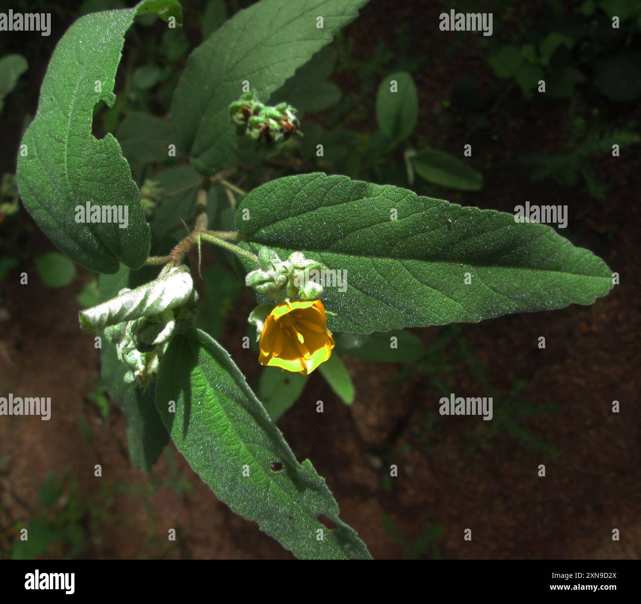 Bushy Honeycup (Melhania acuminata acuminata) Plantae Stock Photo - Alamy