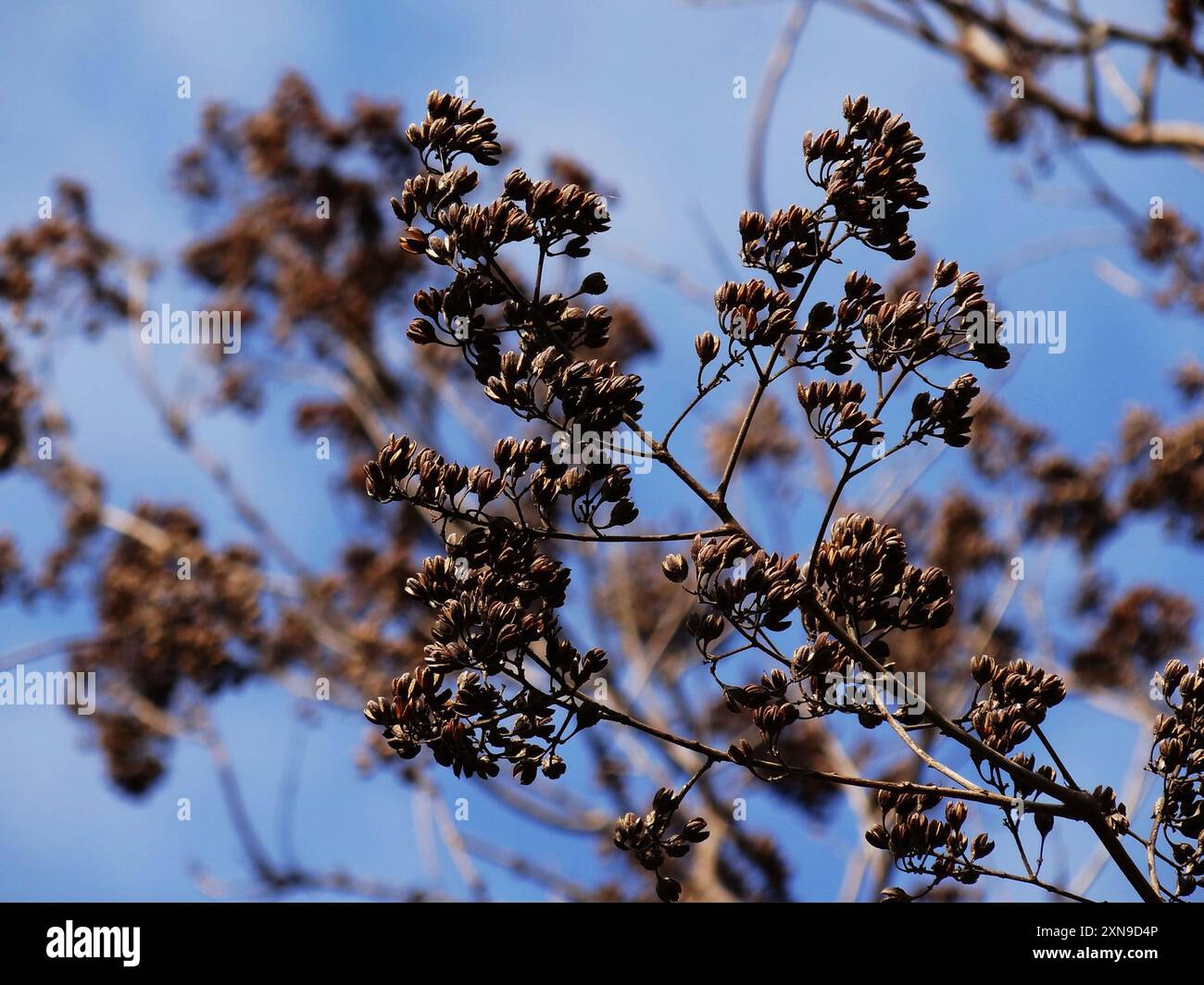 Subcostate Crape Myrtle (Lagerstroemia subcostata) Plantae Stock Photo ...