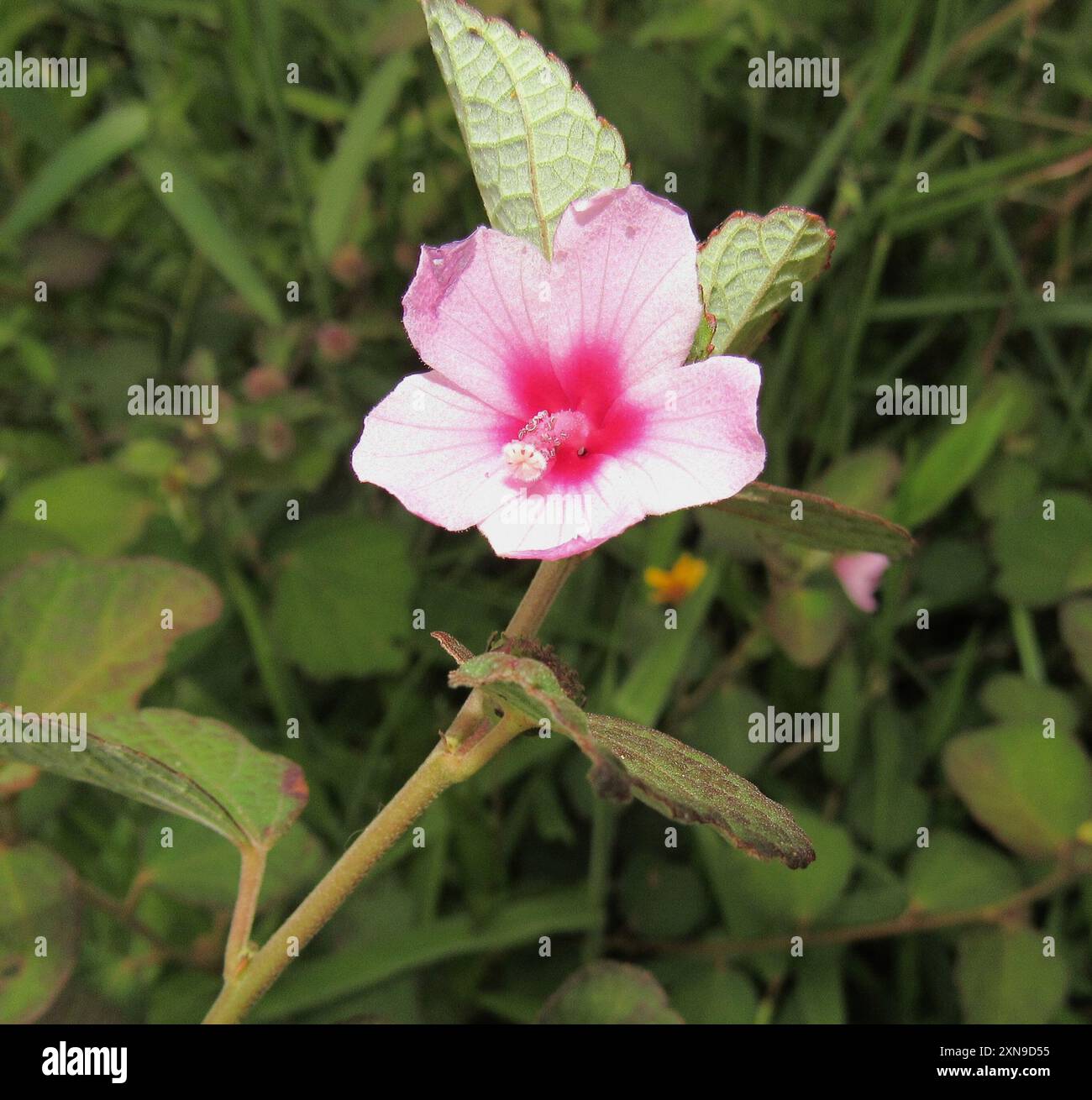 Caesar weed (Urena lobata) Plantae Stock Photo - Alamy