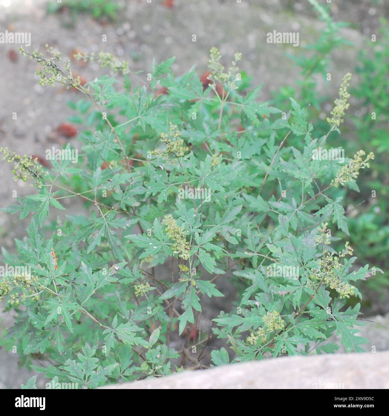 Vitex negundo heterophylla hi-res stock photography and images - Alamy