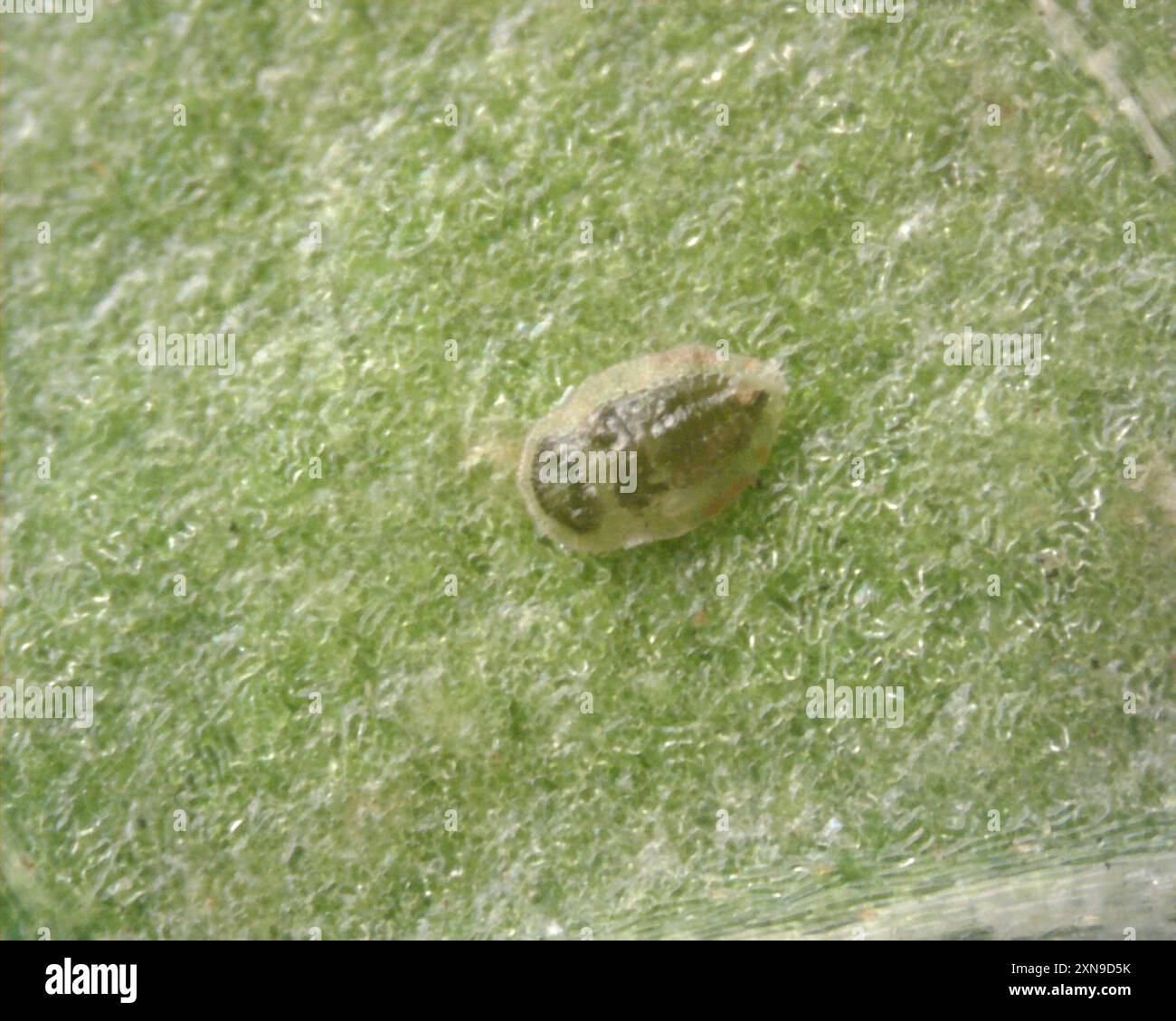 Encarsia hi-res stock photography and images - Alamy