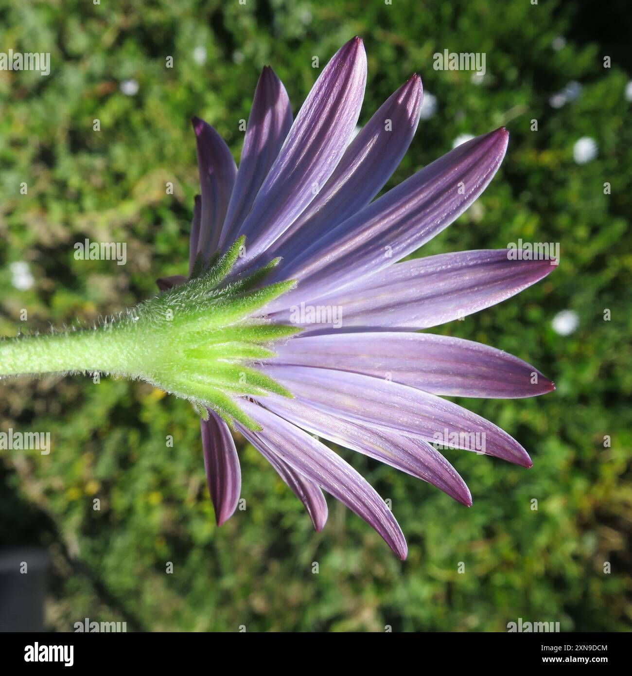 trailing African daisy (Dimorphotheca fruticosa) Plantae Stock Photo ...