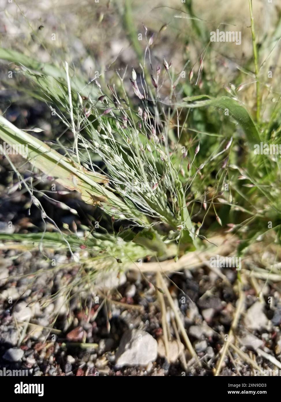 witch grass (Panicum capillare) Plantae Stock Photo - Alamy