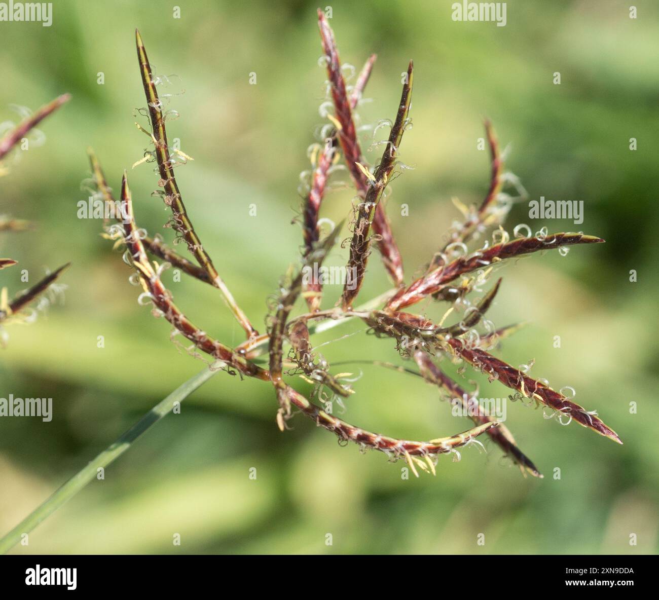 Purple nutsedge (Cyperus rotundus) Plantae Stock Photo - Alamy