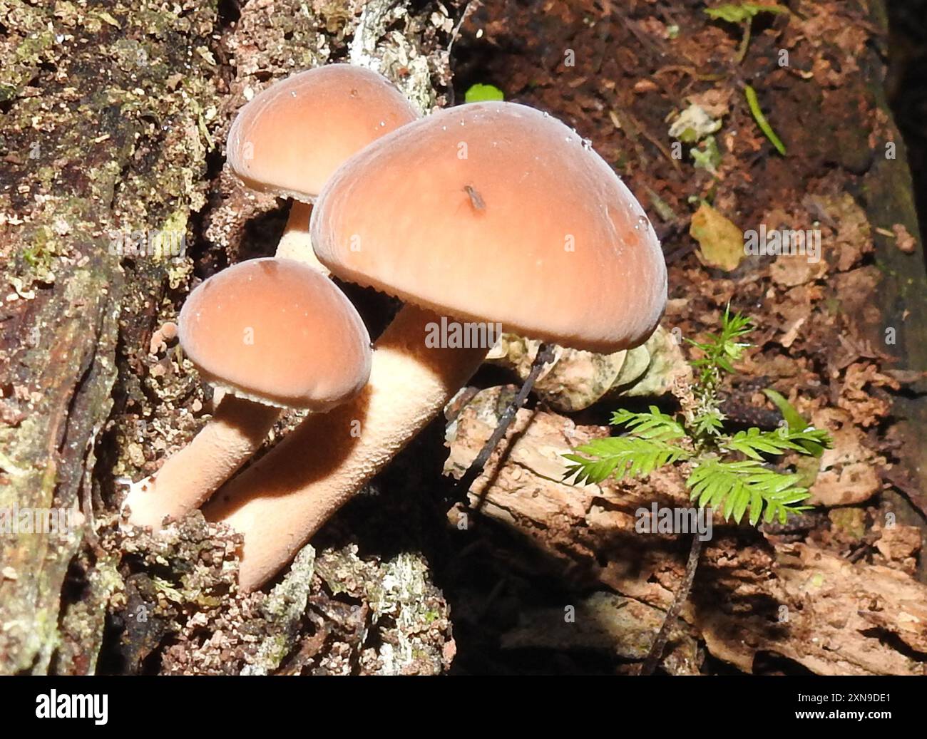Cyclocybe parasitica hi-res stock photography and images - Alamy