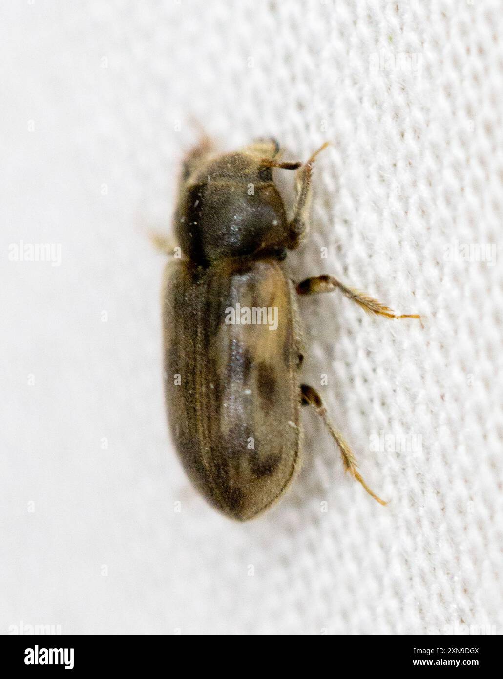 Variegated Mud-loving Beetles (Heteroceridae) Insecta Stock Photo - Alamy