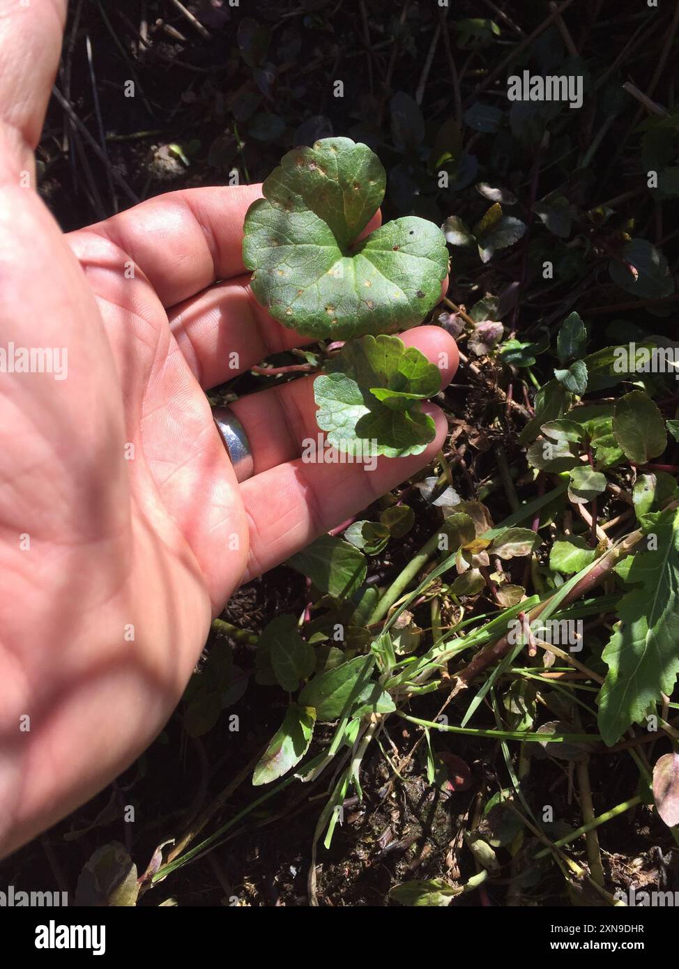 Annual Checkerbloom (Sidalcea calycosa) Plantae Stock Photo - Alamy