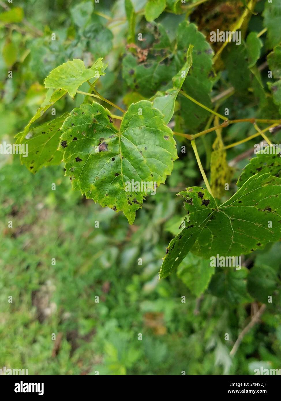 frost grape (Vitis vulpina) Plantae Stock Photo - Alamy