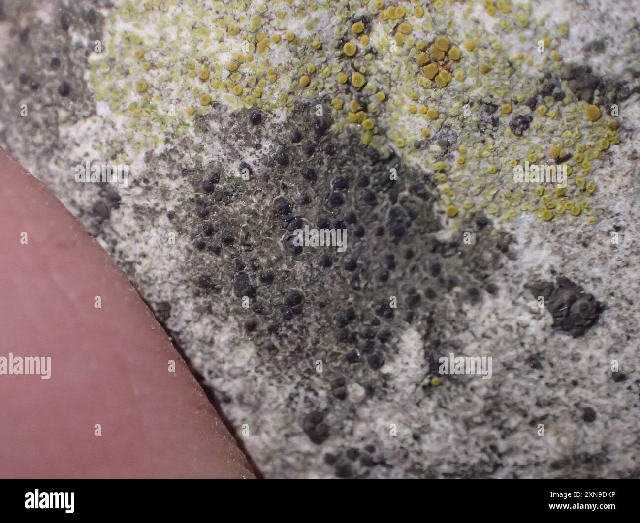 Dot Lichens (Bacidia) Fungi Stock Photo - Alamy