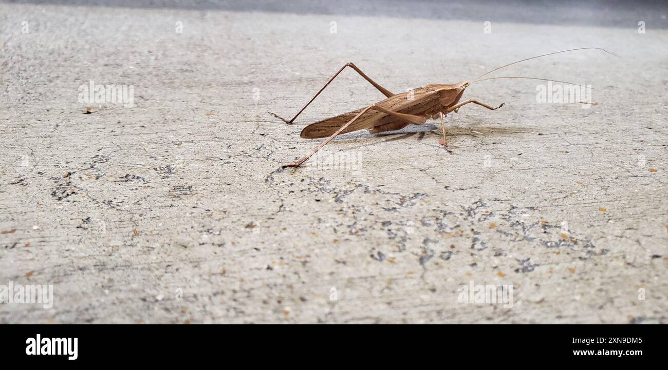 Common Coneheads (Neoconocephalus) Insecta Stock Photo - Alamy