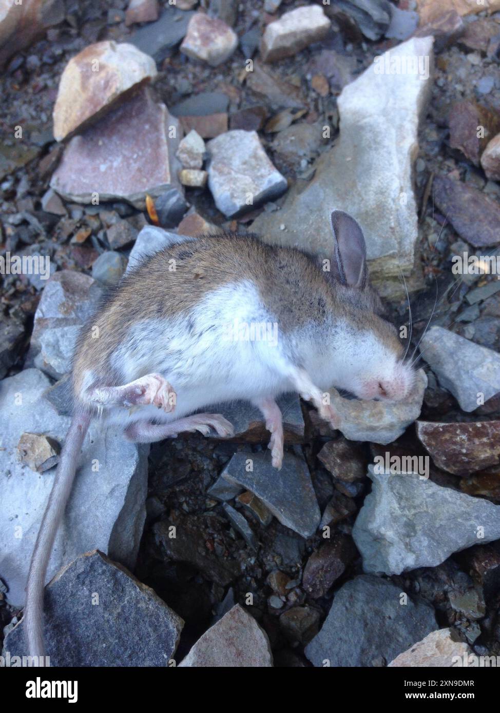 Deer Mouse (Peromyscus maniculatus) Mammalia Stock Photo - Alamy