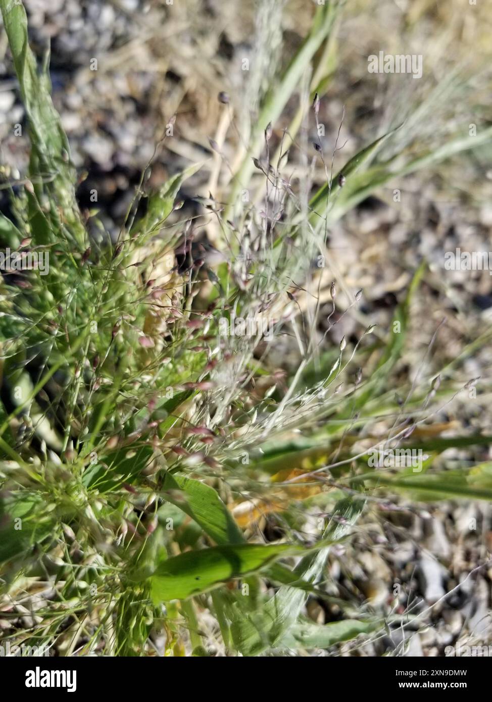 witch grass (Panicum capillare) Plantae Stock Photo - Alamy