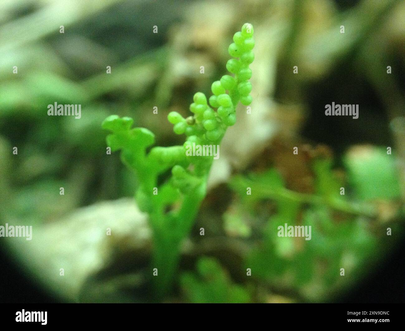 matricary grapefern (Botrychium matricariifolium) Plantae Stock Photo ...