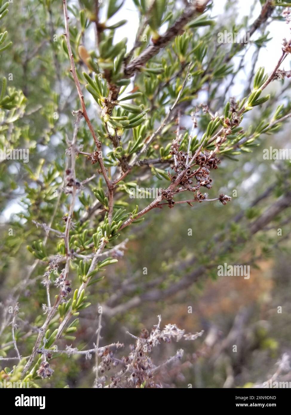 chamise (Adenostoma fasciculatum) Plantae Stock Photo - Alamy