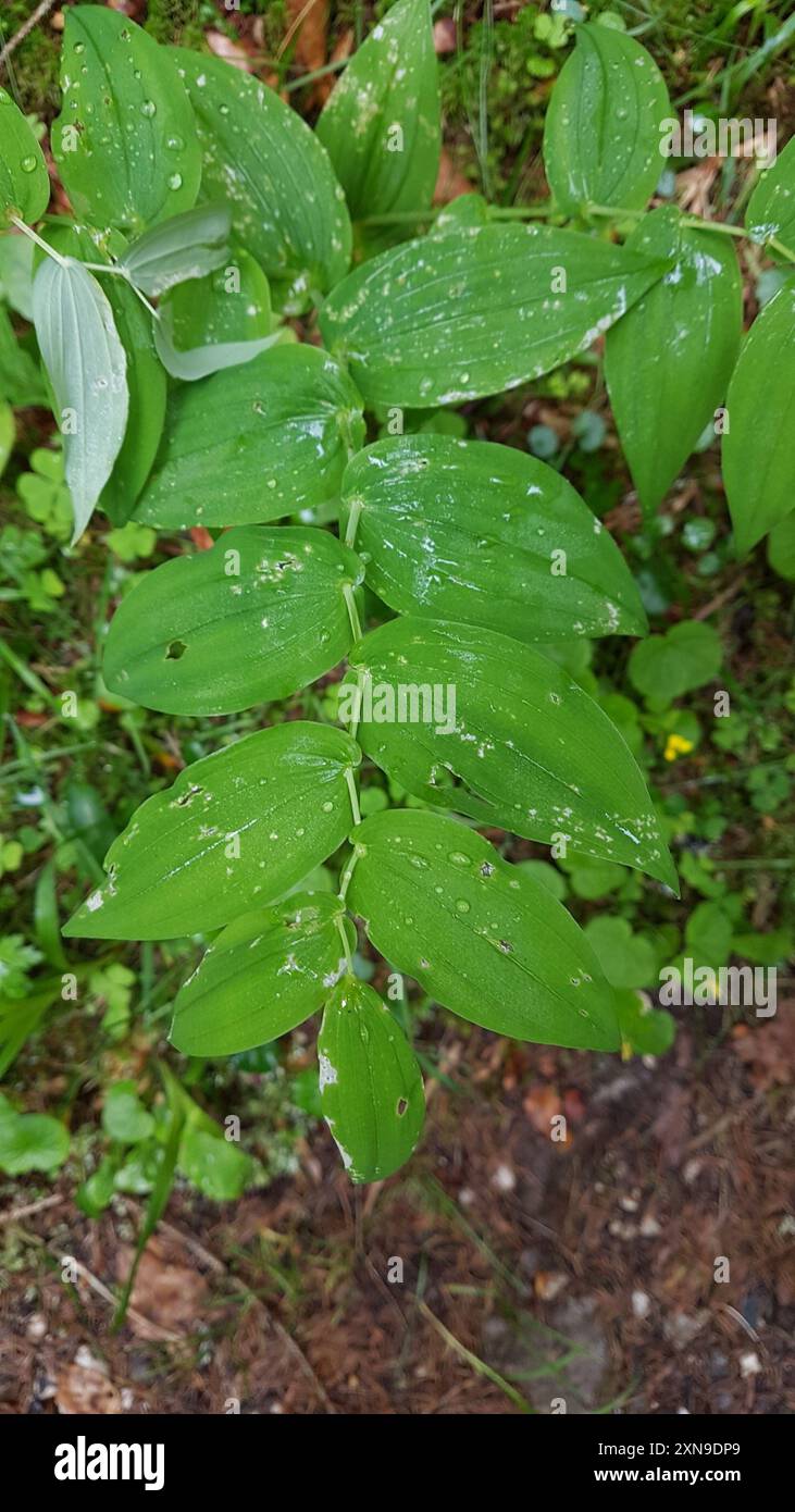 white twisted-stalk (Streptopus amplexifolius) Plantae Stock Photo - Alamy