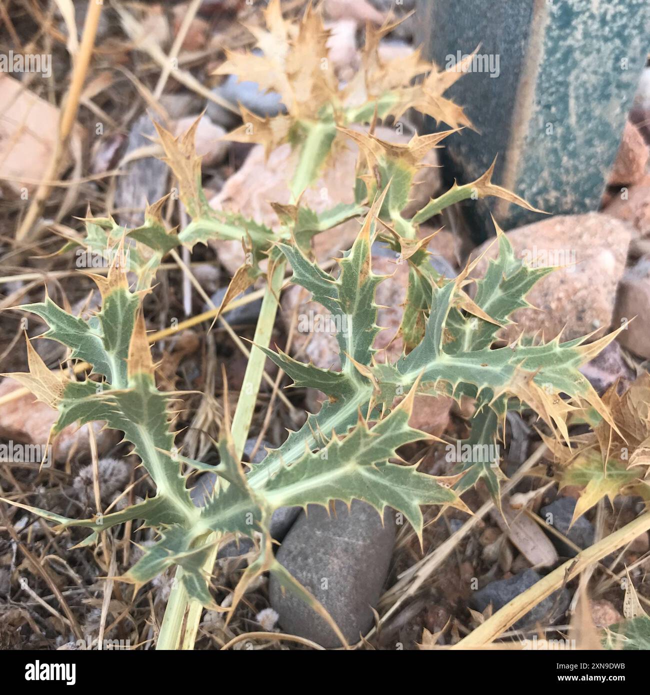 Field Eryngo (Eryngium campestre) Plantae Stock Photo - Alamy