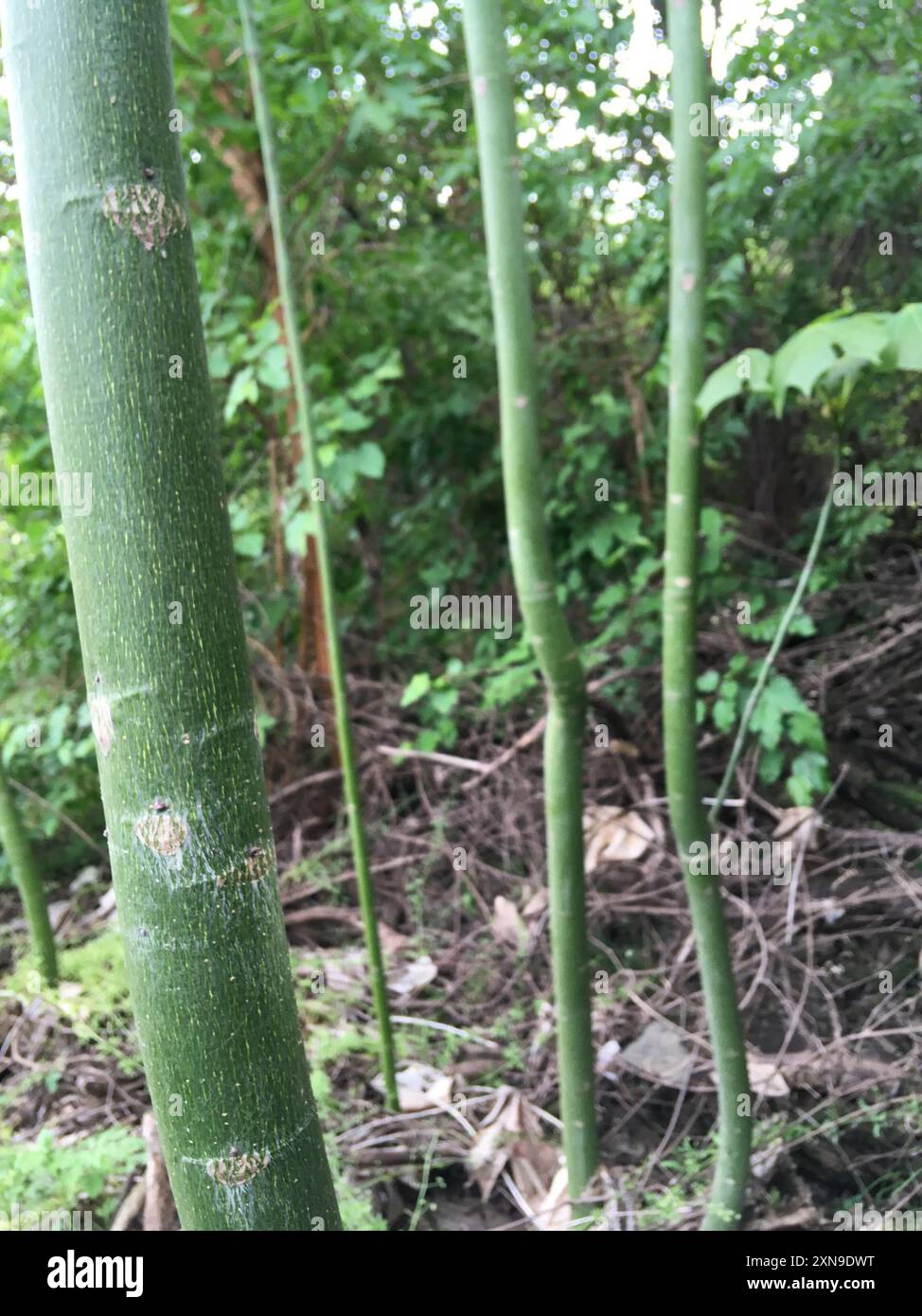Chinese parasol tree (Firmiana simplex) Plantae Stock Photo - Alamy