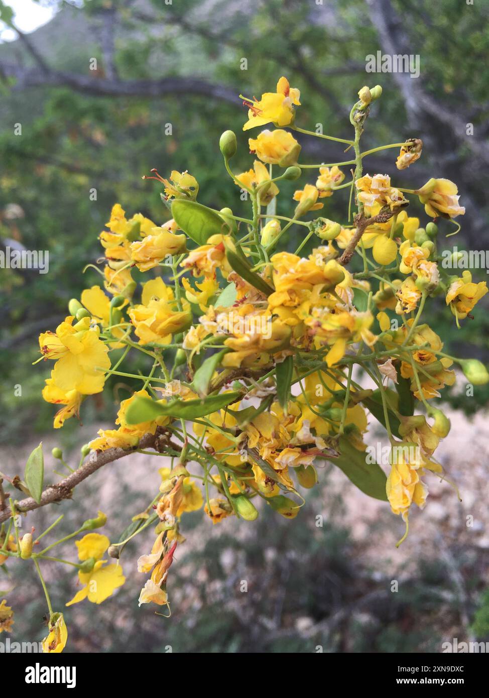Mexican logwood (Haematoxylum brasiletto) Plantae Stock Photo - Alamy