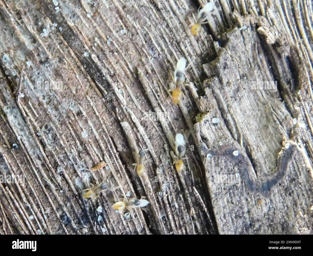 Ghost Ant (Tapinoma melanocephalum) Insecta Stock Photo - Alamy