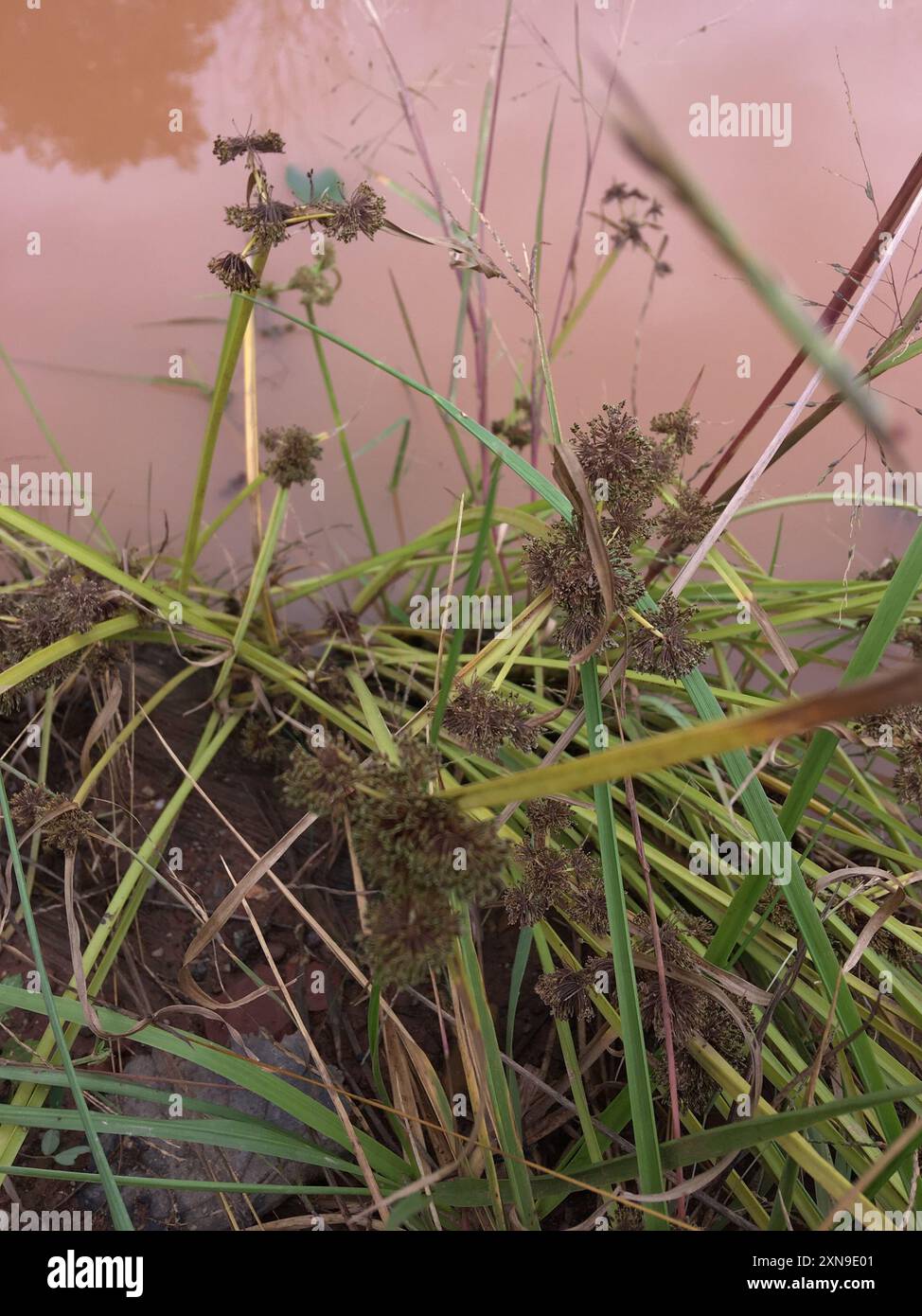 Variable Flatsedge (Cyperus difformis) Plantae Stock Photo - Alamy