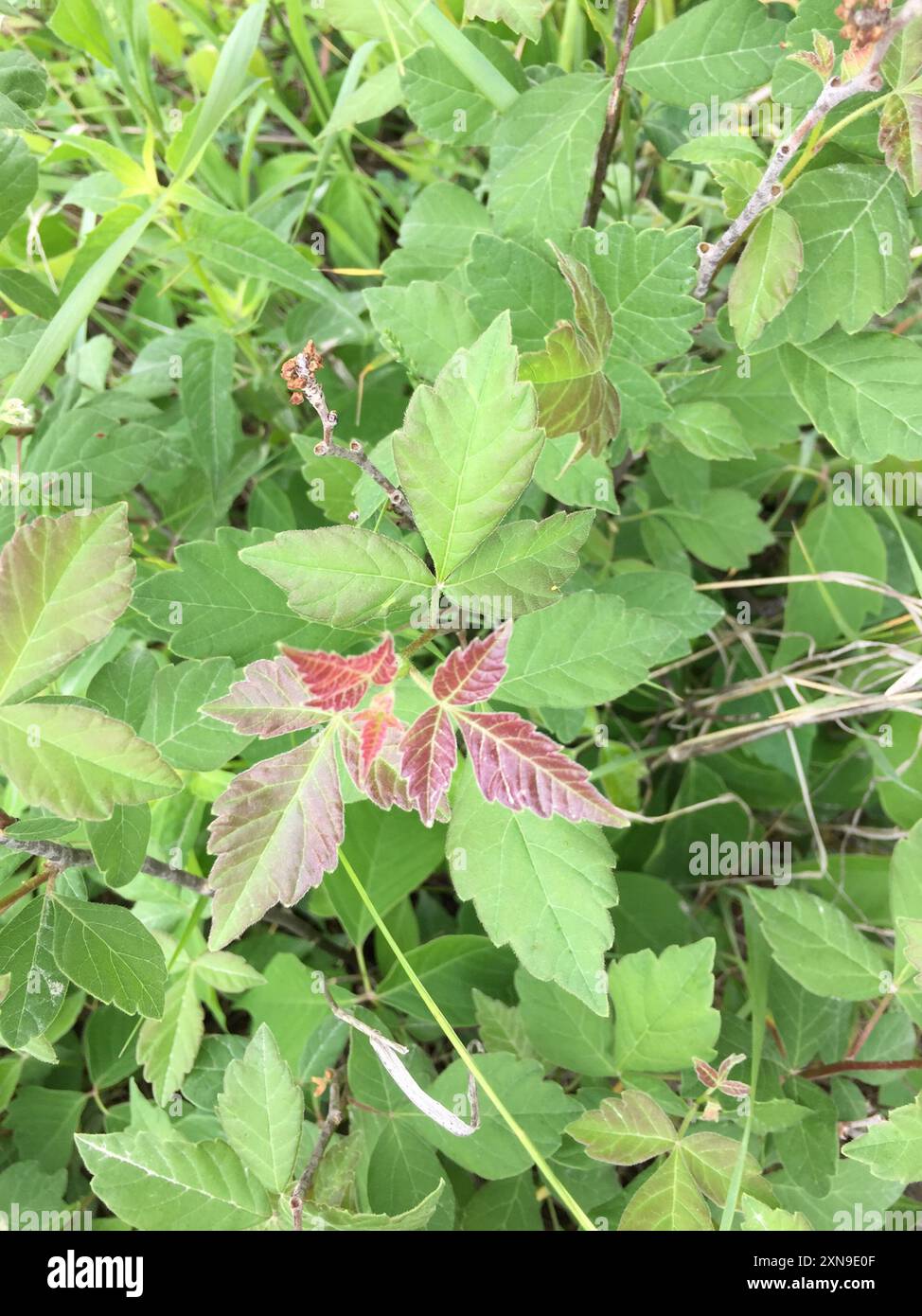 fragrant sumac (Rhus aromatica) Plantae Stock Photo - Alamy
