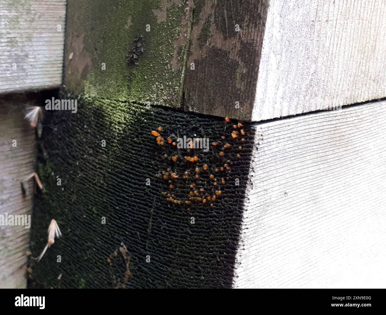 True slime molds hi-res stock photography and images - Alamy