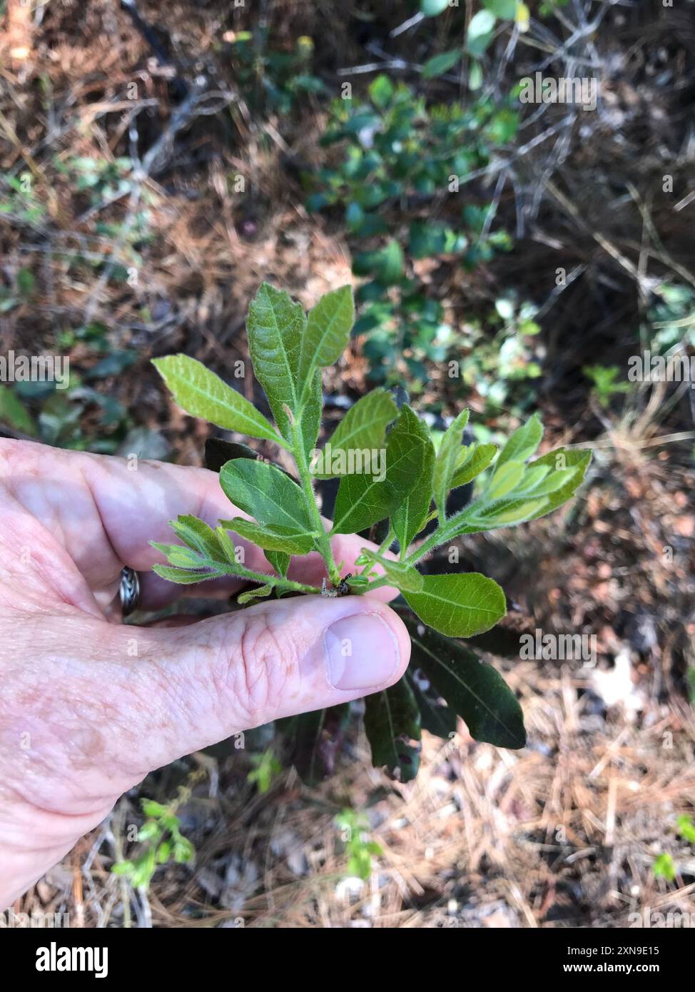 southern bayberry (Morella caroliniensis) Plantae Stock Photo - Alamy