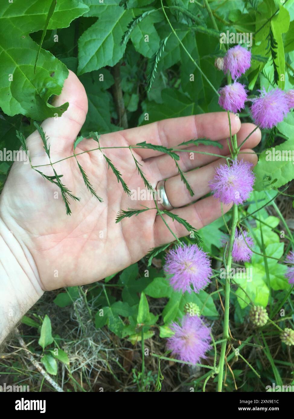 littleleaf sensitive-briar (Mimosa microphylla) Plantae Stock Photo - Alamy