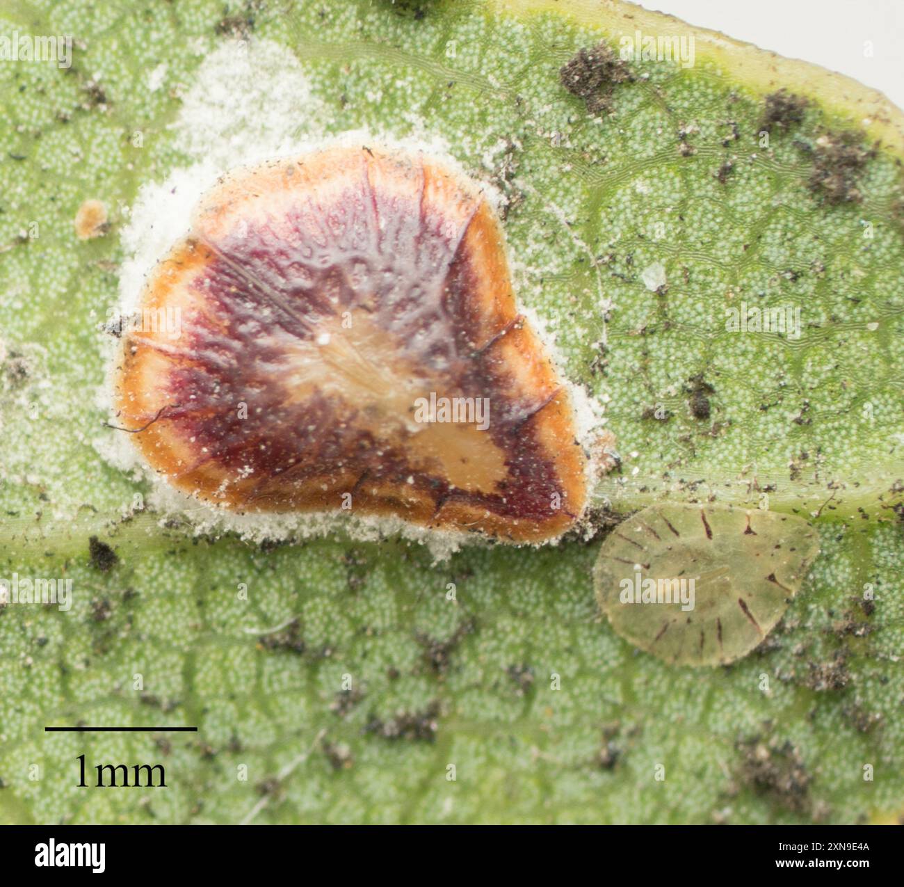 Pyriform Scale (Protopulvinaria pyriformis) Insecta Stock Photo - Alamy