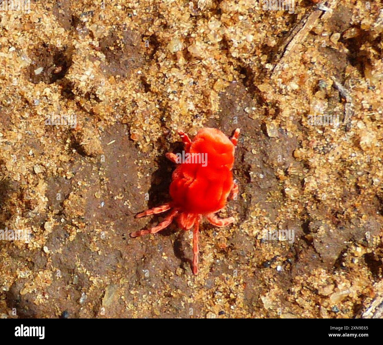 Giant Velvet Mites (Dinothrombium) Arachnida Stock Photo - Alamy