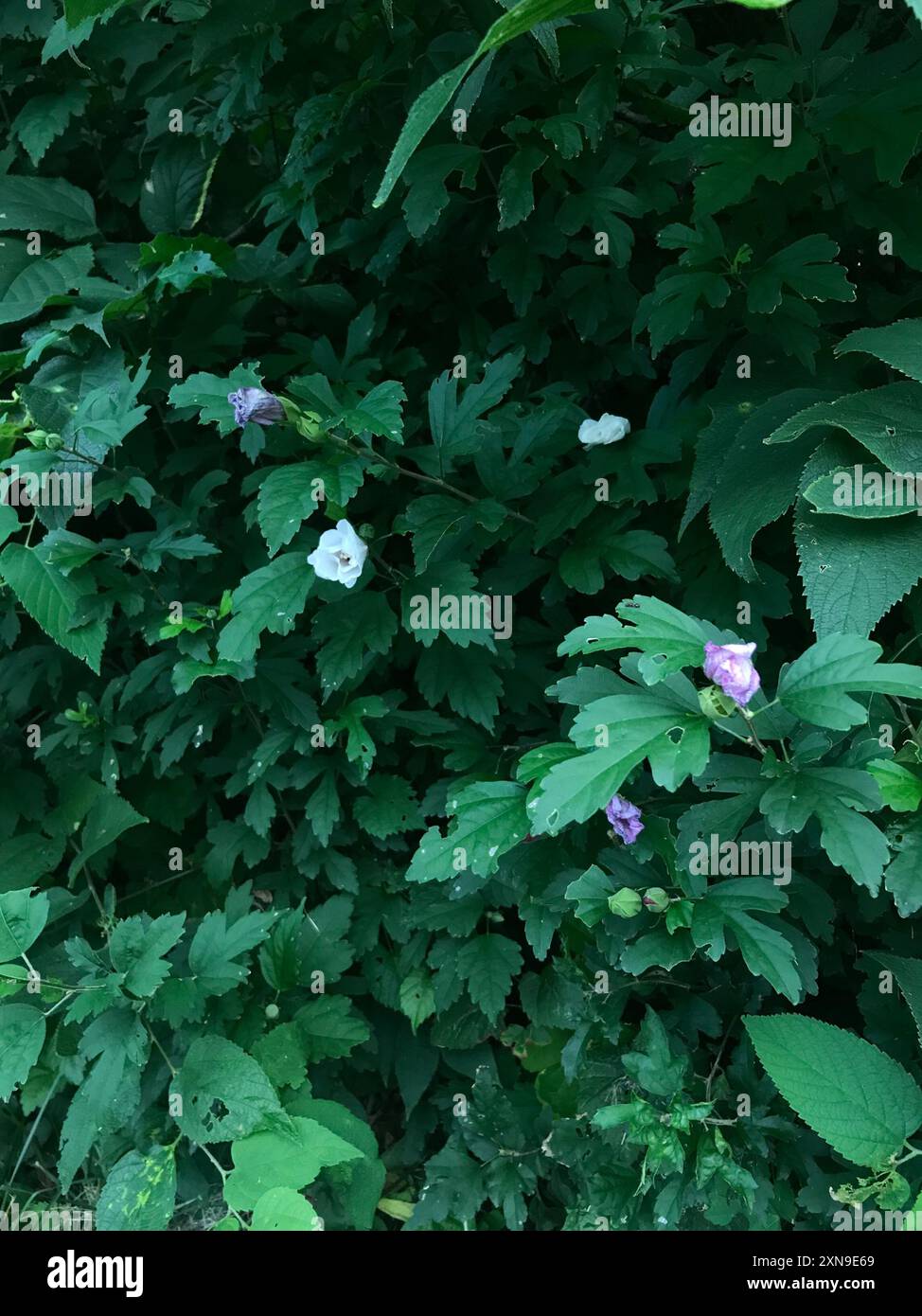 common hibiscus (Hibiscus syriacus) Plantae Stock Photo - Alamy