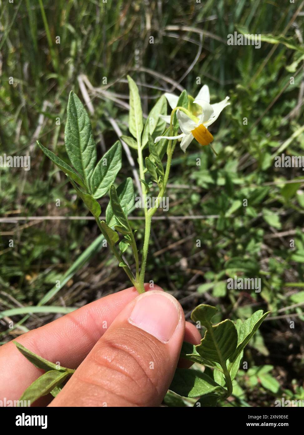 wild potato (Solanum jamesii) Plantae Stock Photo - Alamy