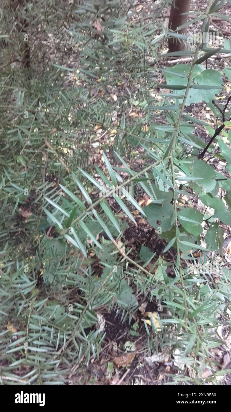 Podocarpus totara hi-res stock photography and images - Alamy