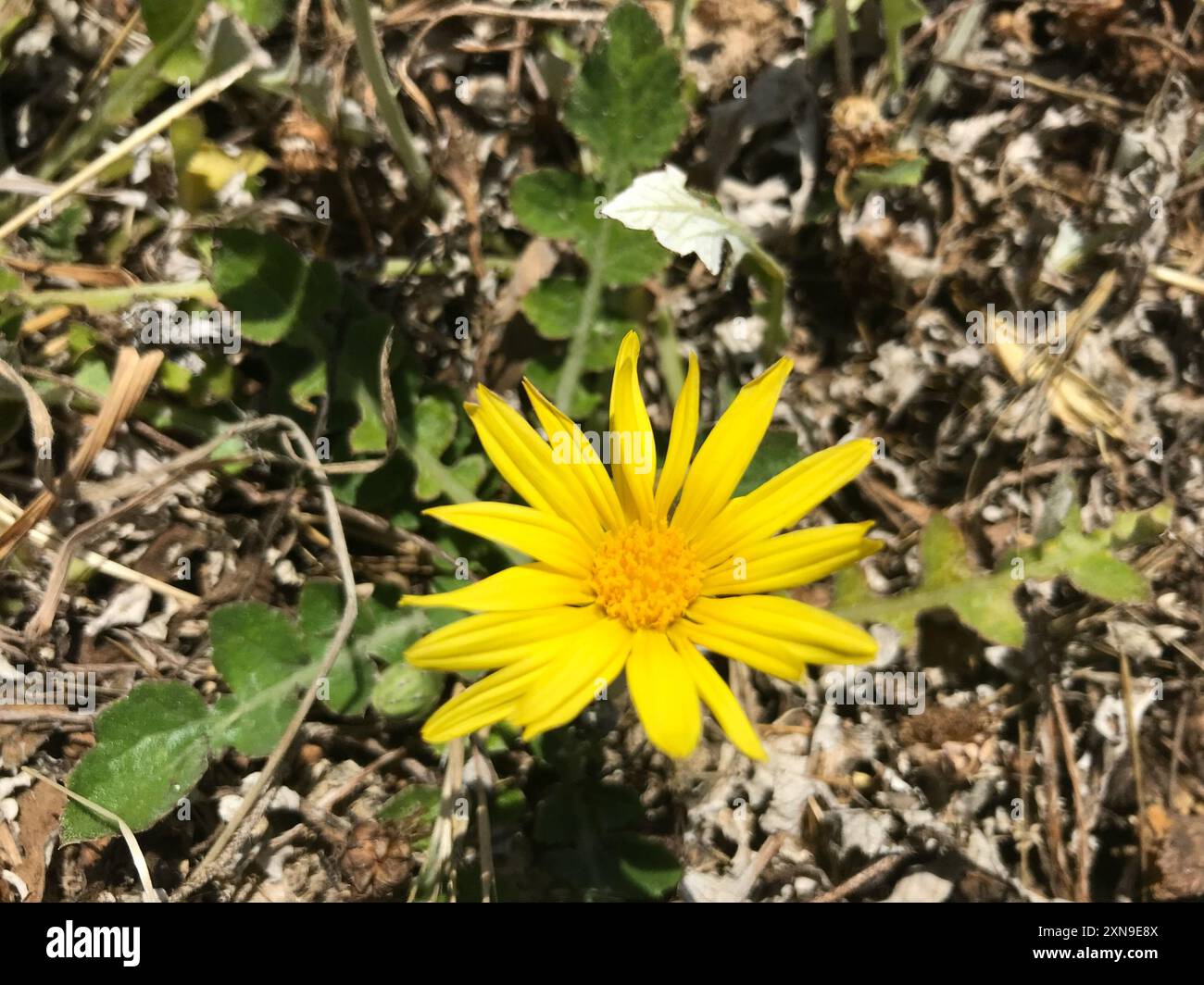 Prostrate Capeweed (Arctotheca prostrata) Plantae Stock Photo - Alamy