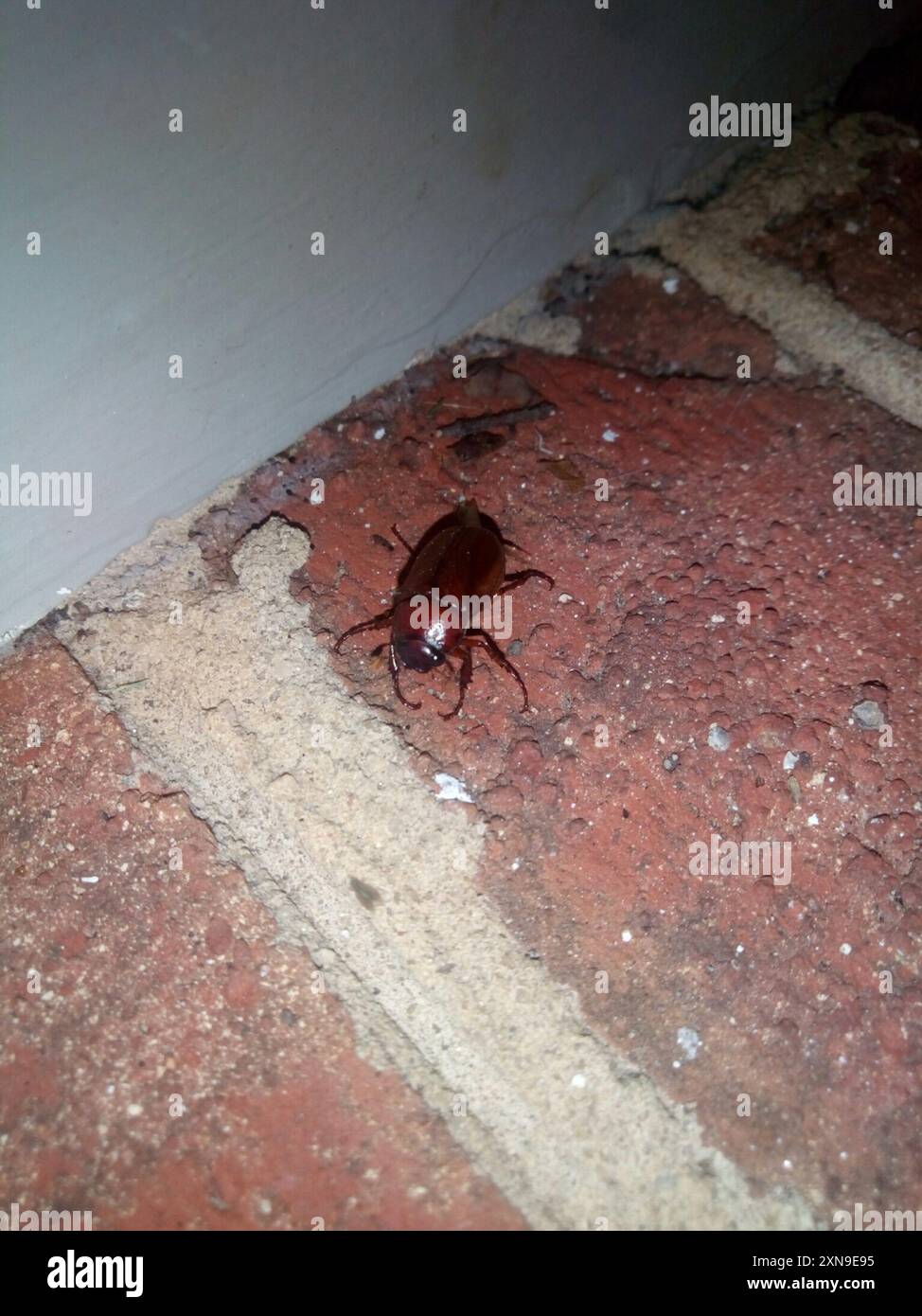 May Beetles (Phyllophaga) Insecta Stock Photo - Alamy