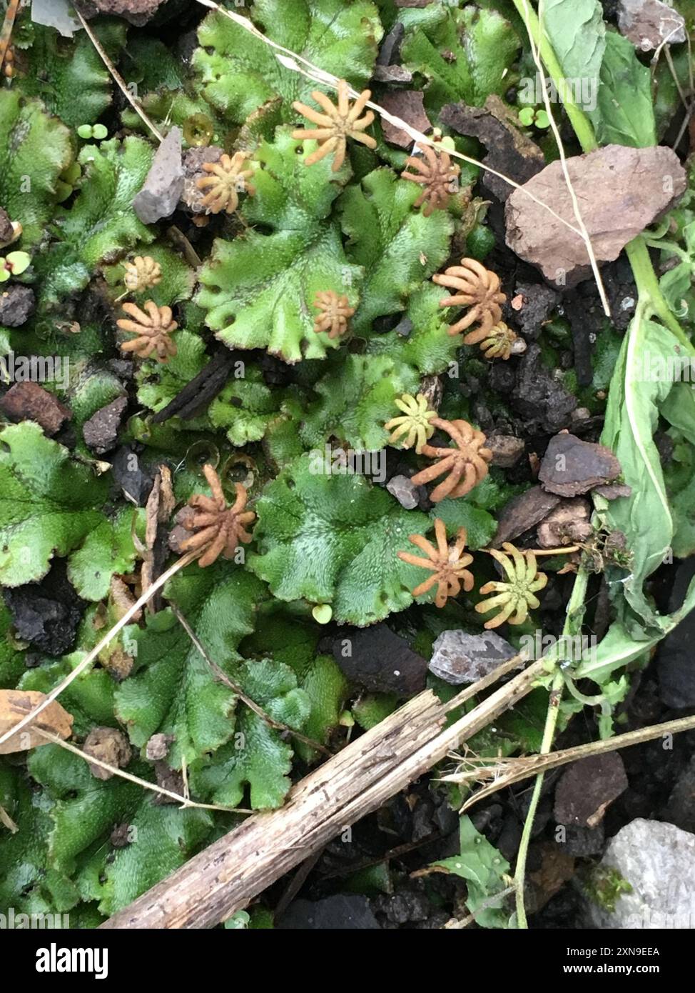 (Marchantia polymorpha ruderalis) Plantae Stock Photo - Alamy