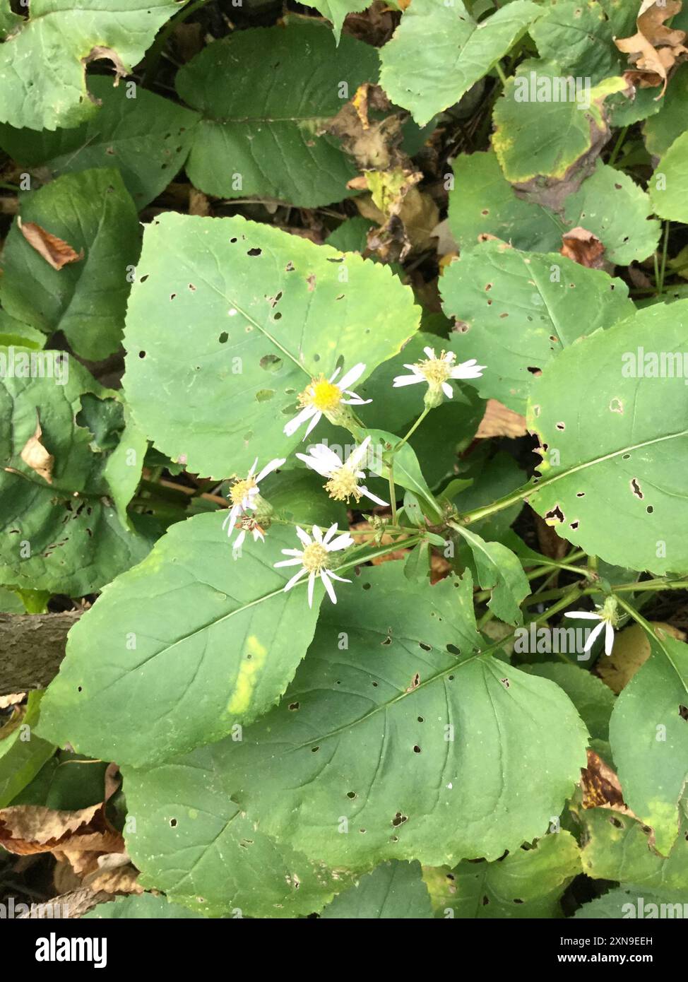 large-leaved aster (Eurybia macrophylla) Plantae Stock Photo - Alamy