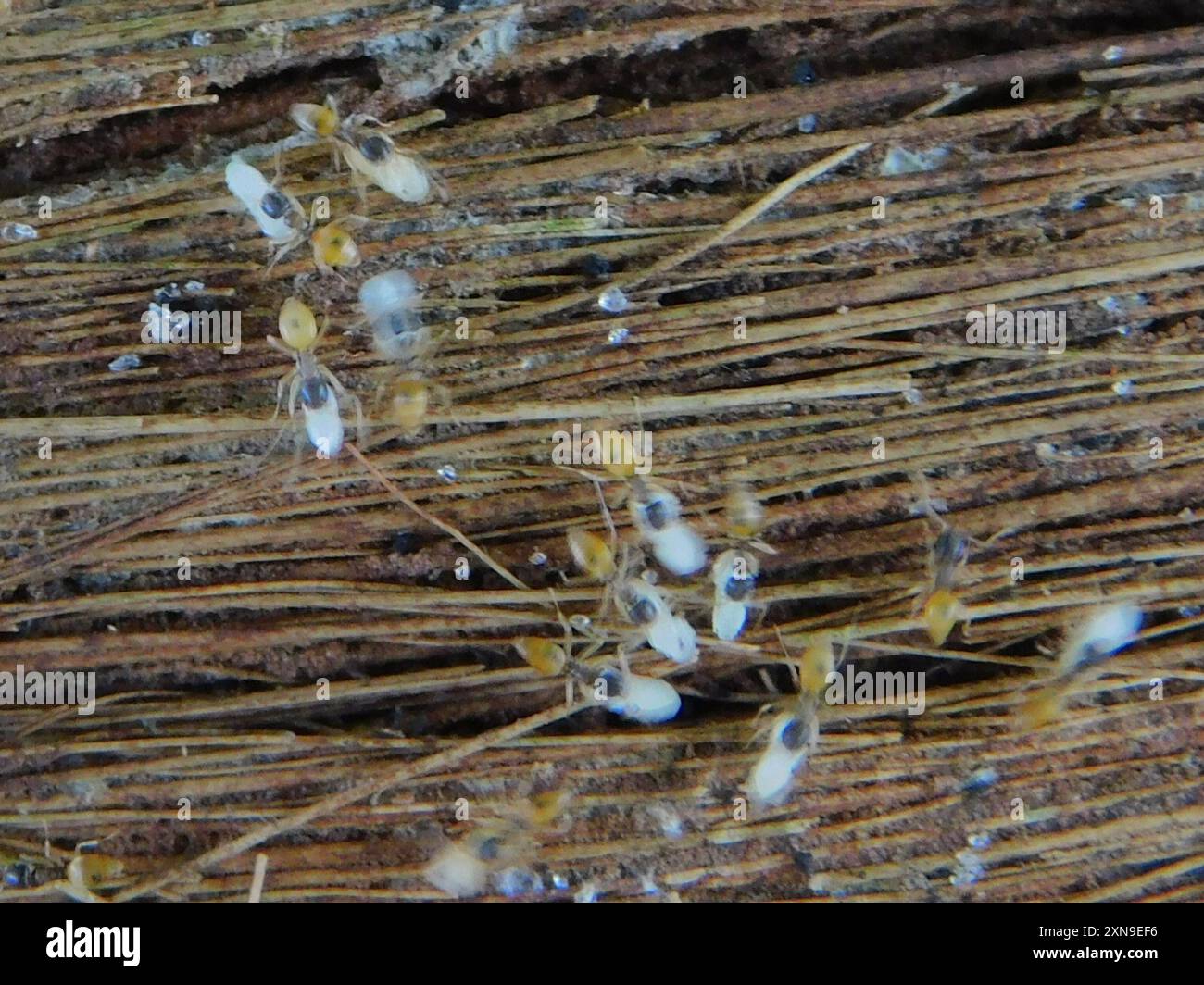 Ghost Ant (Tapinoma melanocephalum) Insecta Stock Photo - Alamy