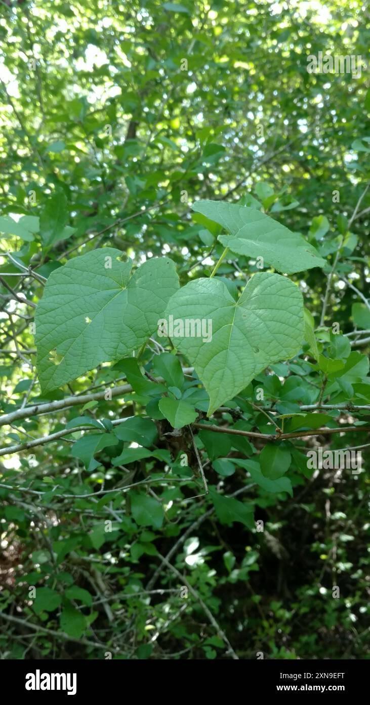 graybark grape (Vitis cinerea) Plantae Stock Photo - Alamy