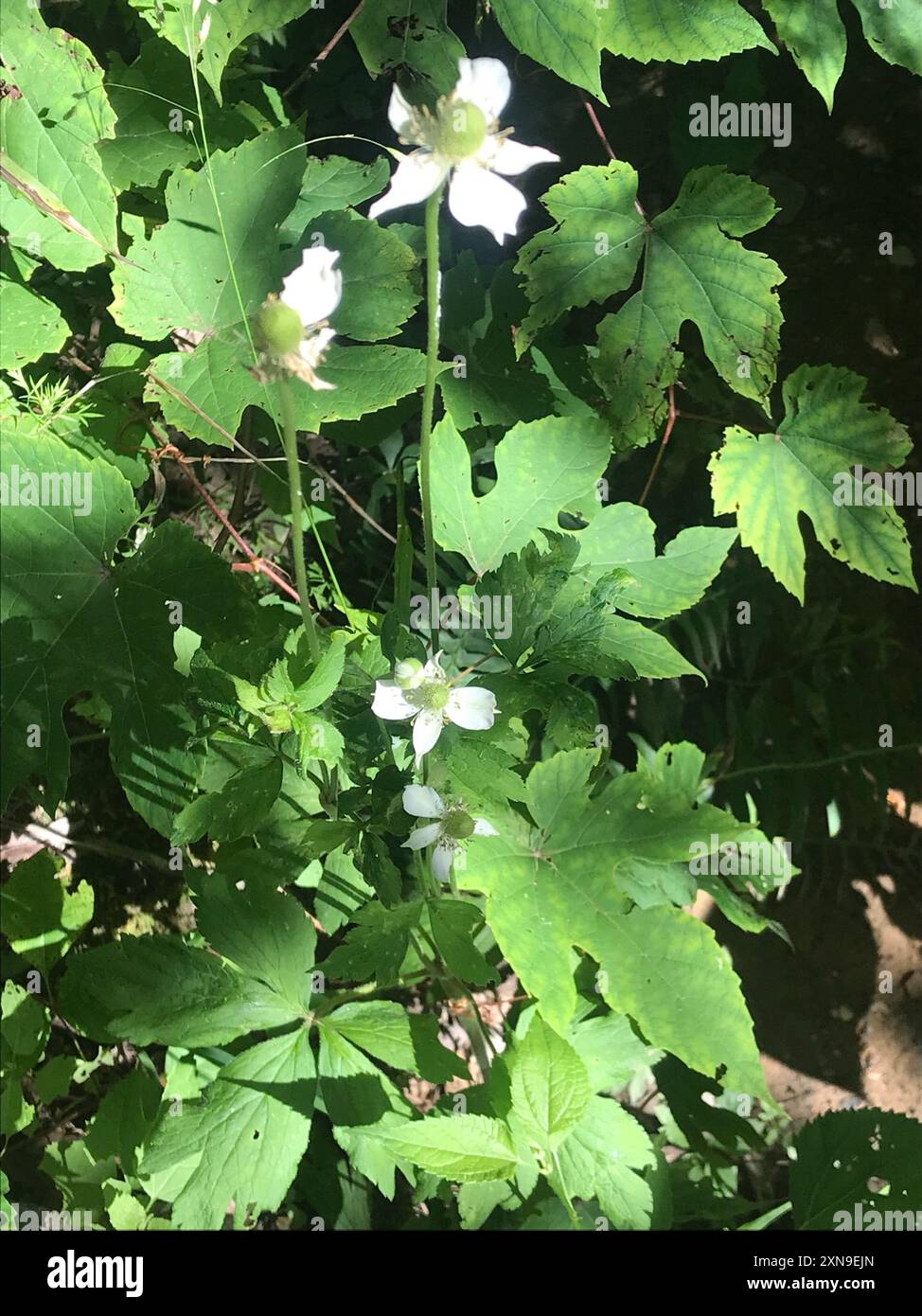 tall thimbleweed (Anemone virginiana) Plantae Stock Photo - Alamy