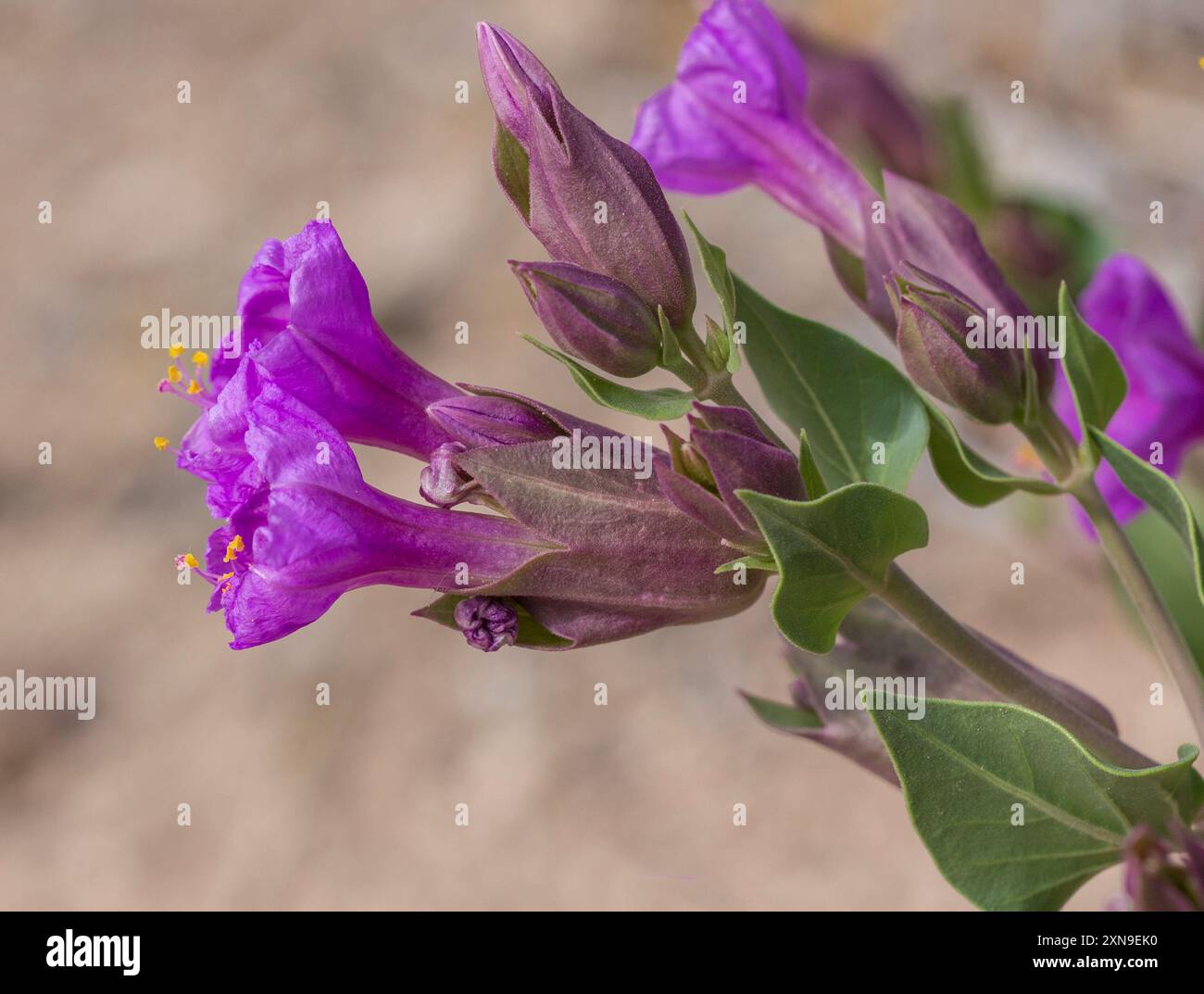 Colorado Four o'Clock (Mirabilis multiflora) Plantae Stock Photo - Alamy