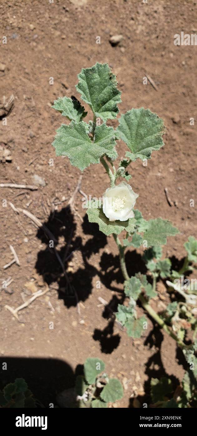 Alkali mallow malvella leprosa hi-res stock photography and images - Alamy