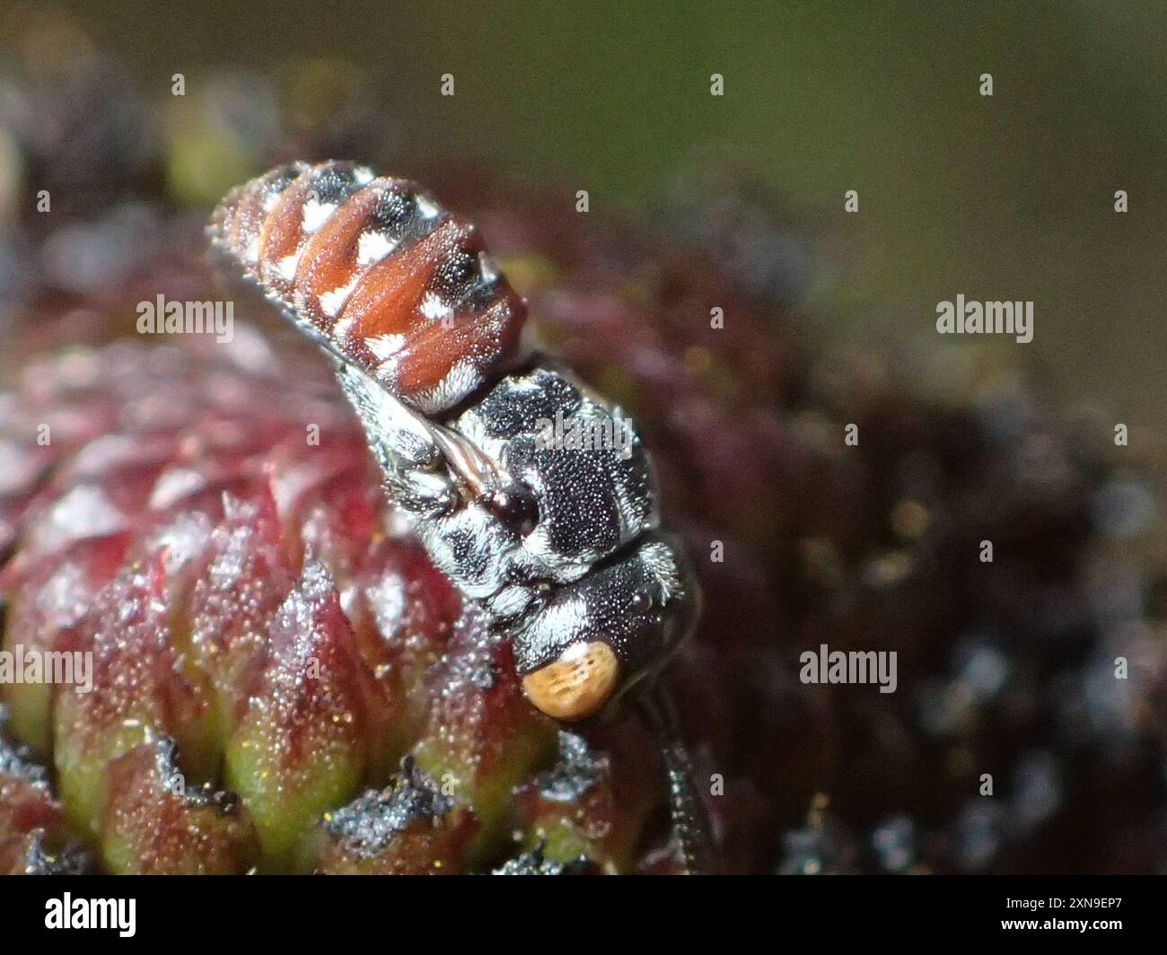Calliopsis Cuckoo Nomad Bee (Holcopasites calliopsidis) Insecta Stock ...