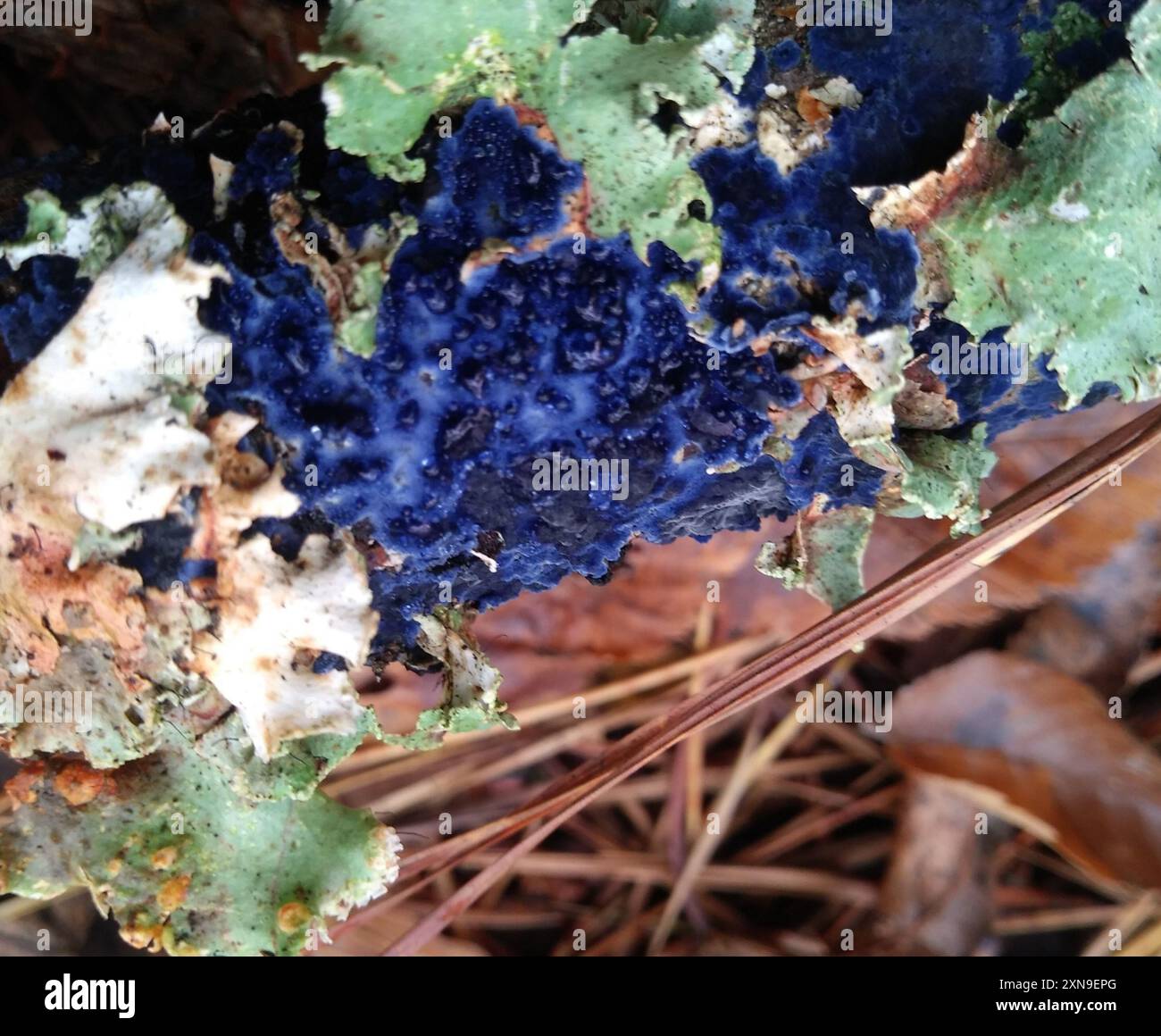Cobalt crust fungi hi-res stock photography and images - Alamy