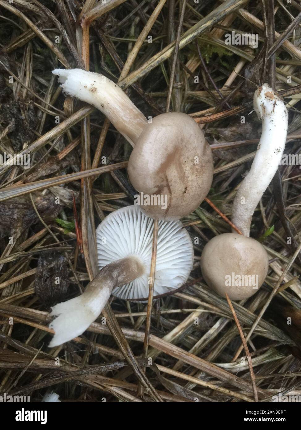 Fragrant Funnel (Clitocybe fragrans) Fungi Stock Photo - Alamy