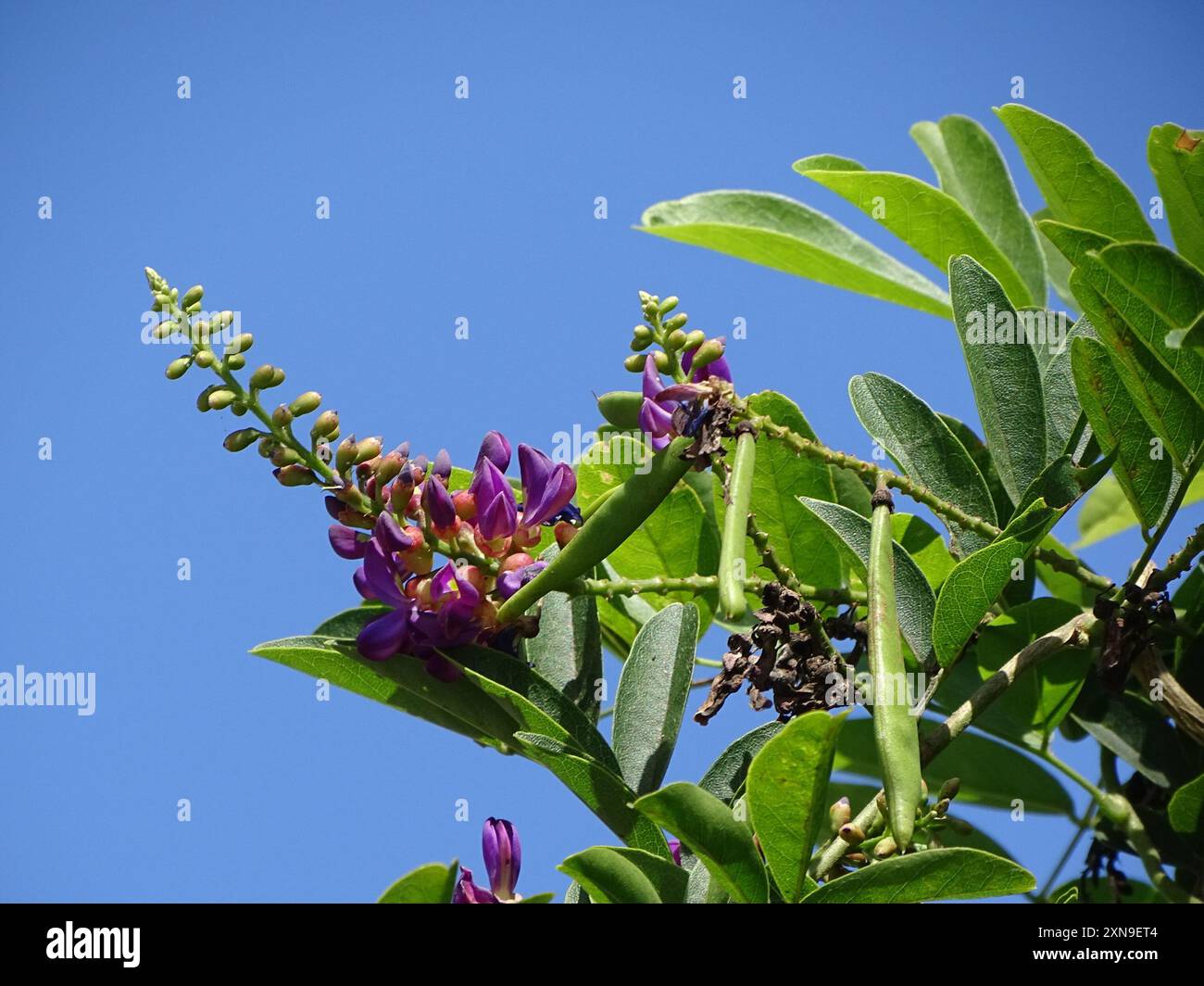 Evergreen Wisteria (Wisteriopsis reticulata) Plantae Stock Photo - Alamy