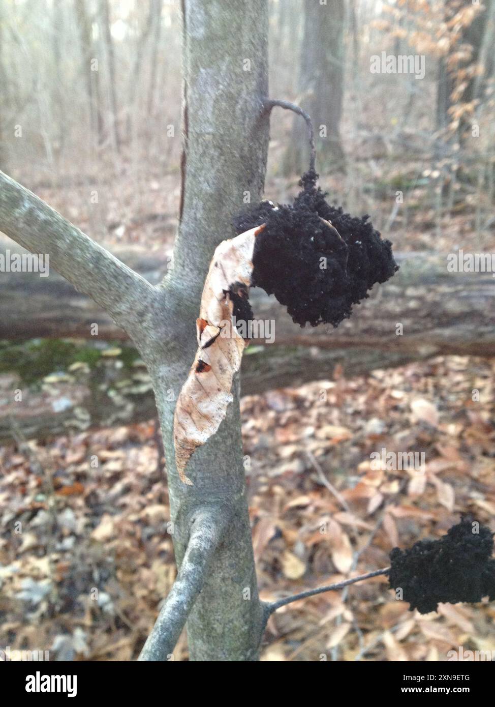 Beech blight aphid hi-res stock photography and images - Alamy