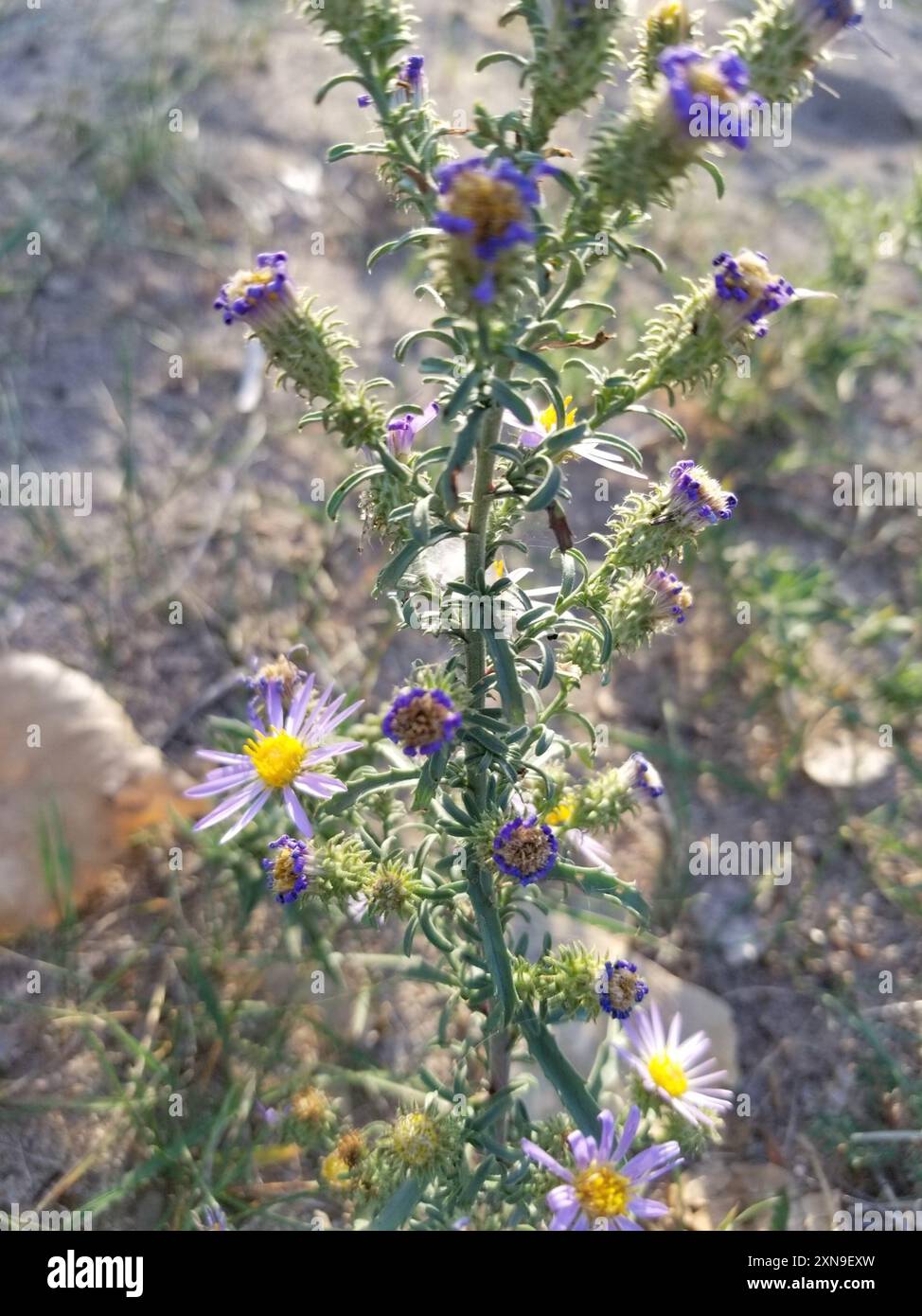 Tahoka daisy (Machaeranthera tanacetifolia) Plantae Stock Photo - Alamy